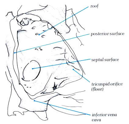 Anatomy of the Heart